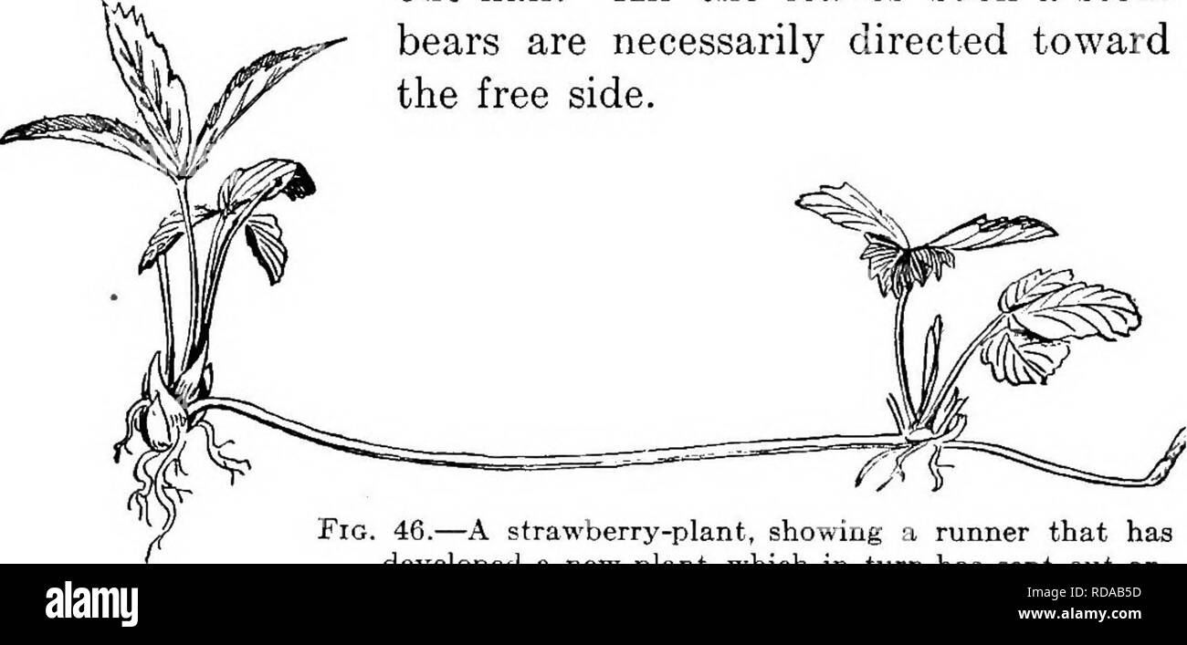 . A text-book of botany for secondary schools. Botany. Fig. 45 ...