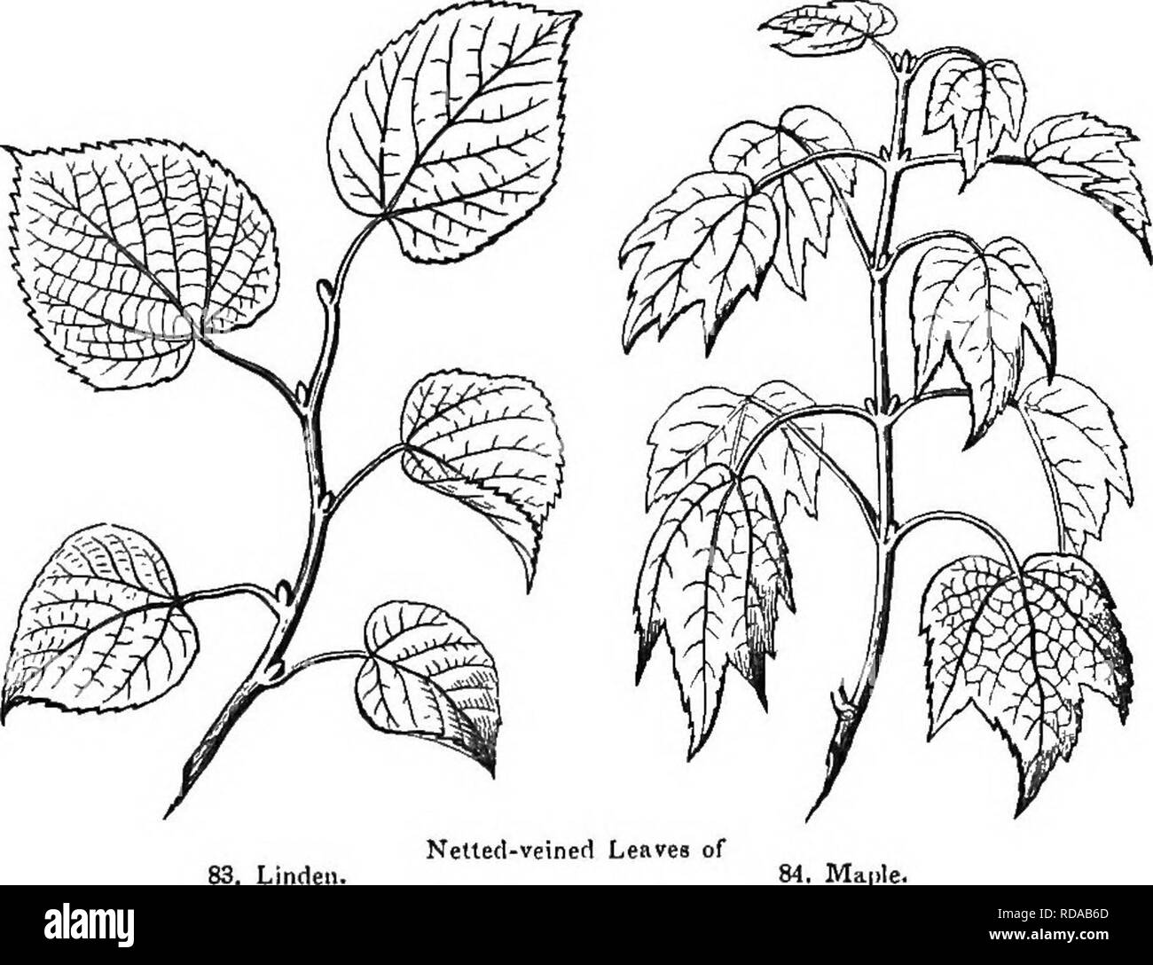 . Botany for young people and common schools. How plants grow, a simple ...