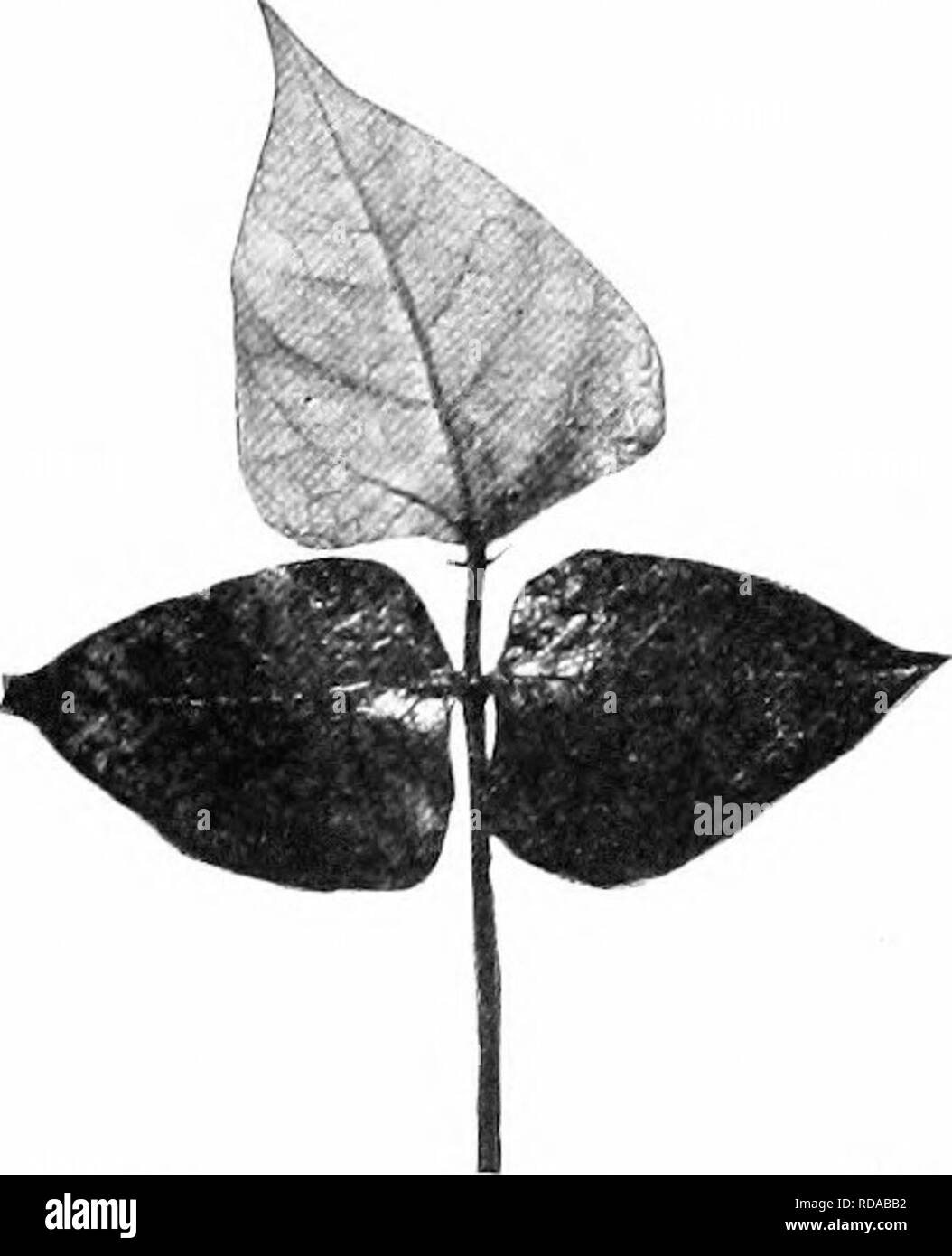 . A text-book of botany for secondary schools. Botany. LEAVES 21. ing ...