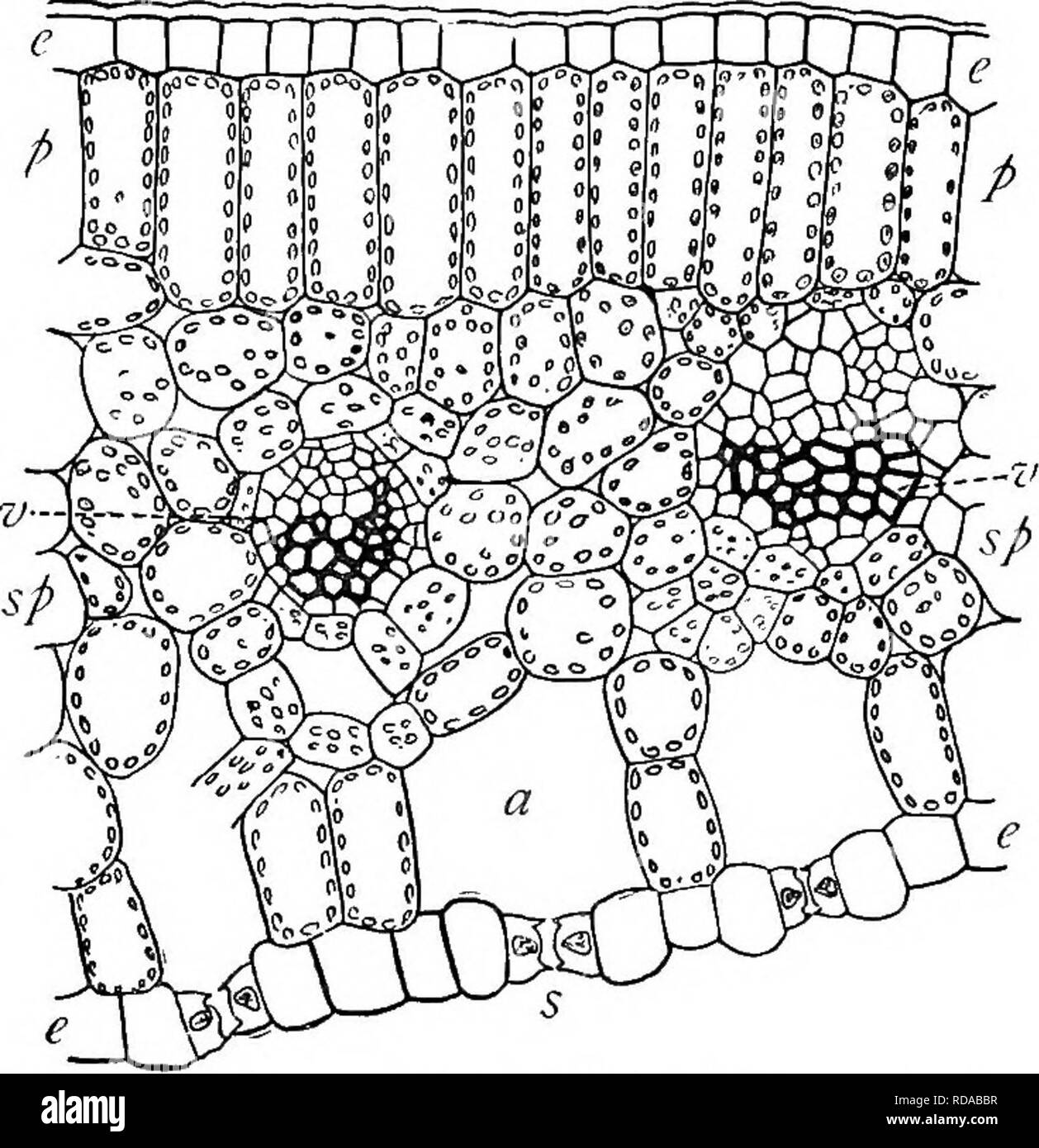 Lily stomata hi-res stock photography and images - Alamy