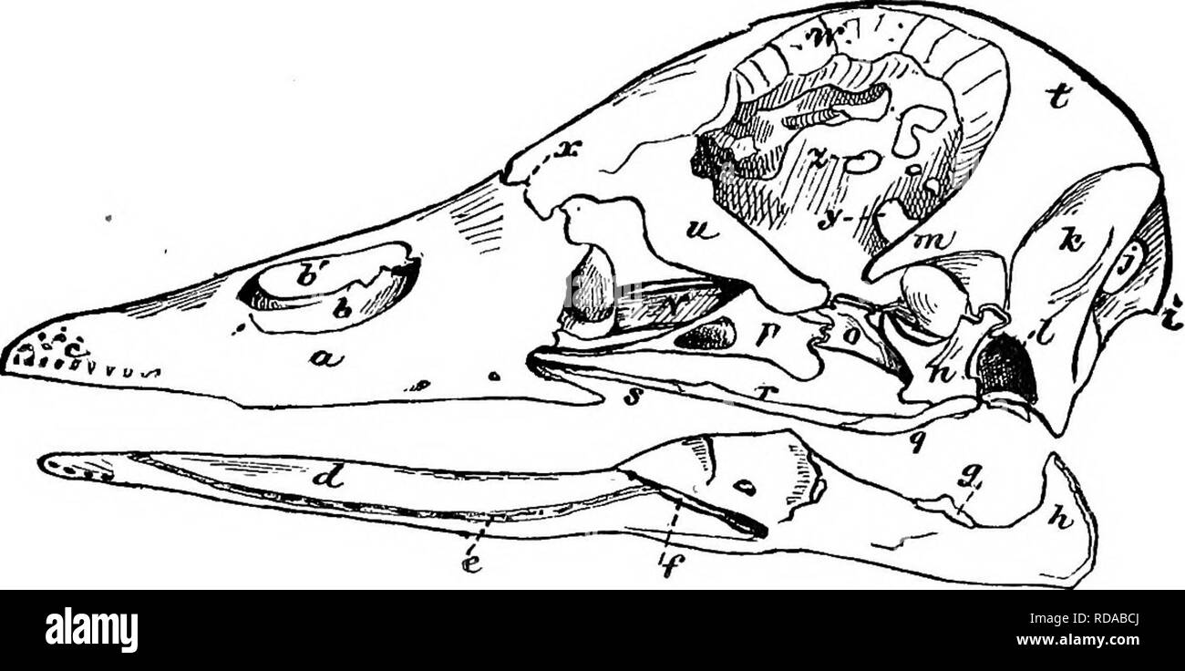 Bird brain anatomy hi-res stock photography and images - Alamy