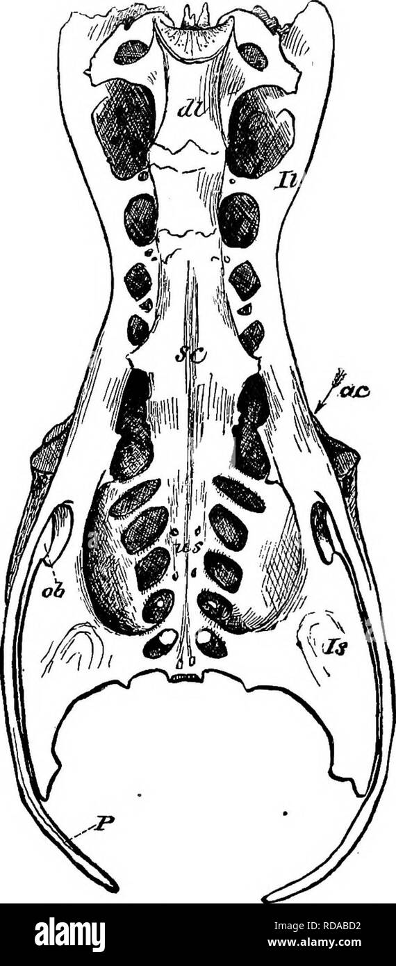 . Key to North American birds. Containing a concise account of every ...