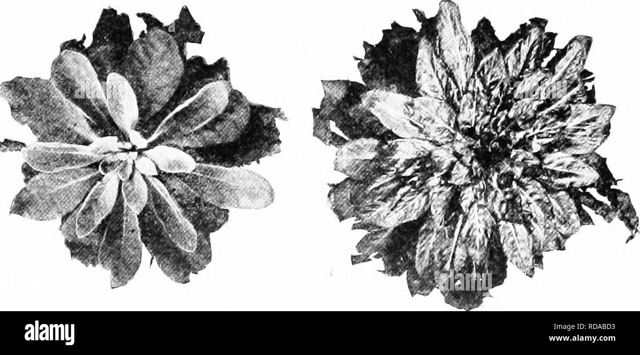 . A text-book of botany for secondary schools. Botany. LEAVES 11 are ...