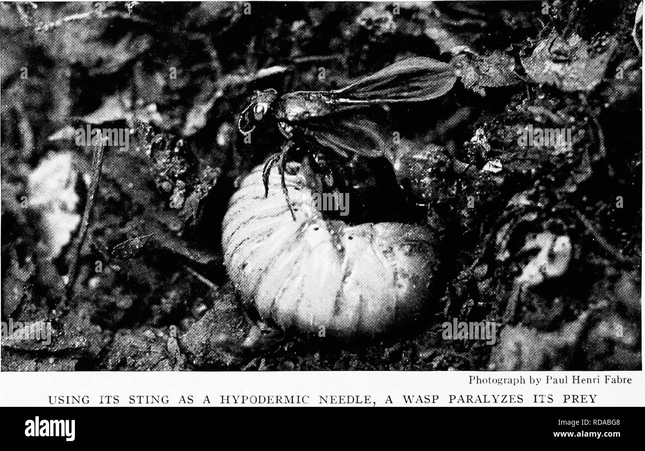 Wasp Beetle Larvae High Resolution Stock Photography and Images - Alamy