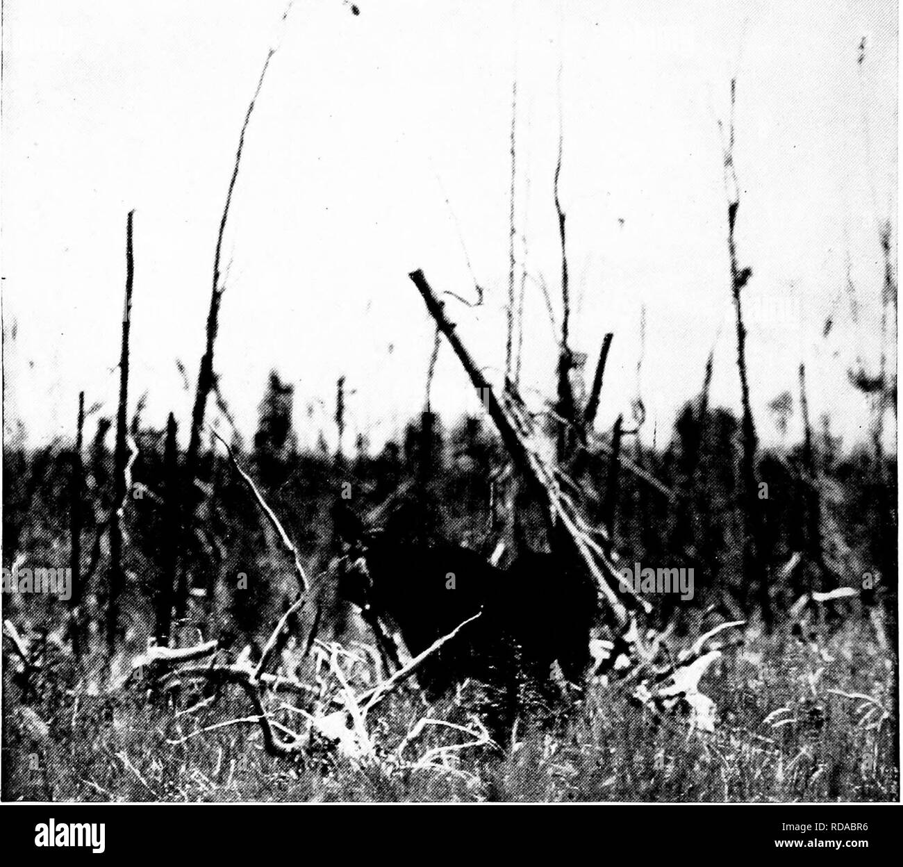 Arched stick hi-res stock photography and images - Alamy