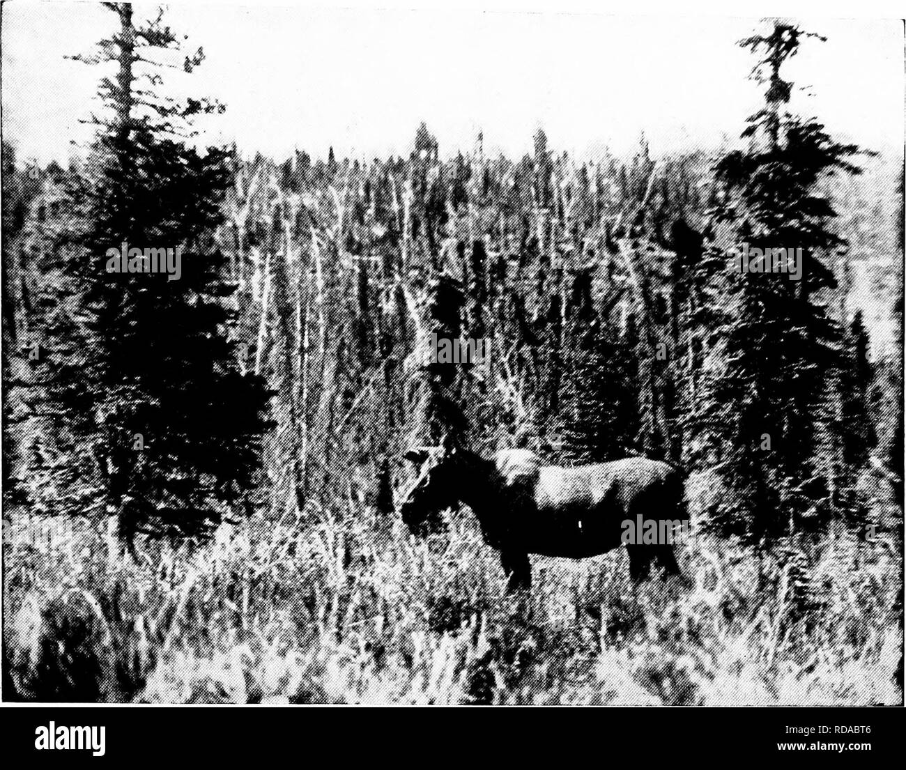 Mounted moose head Black and White Stock Photos & Images - Alamy