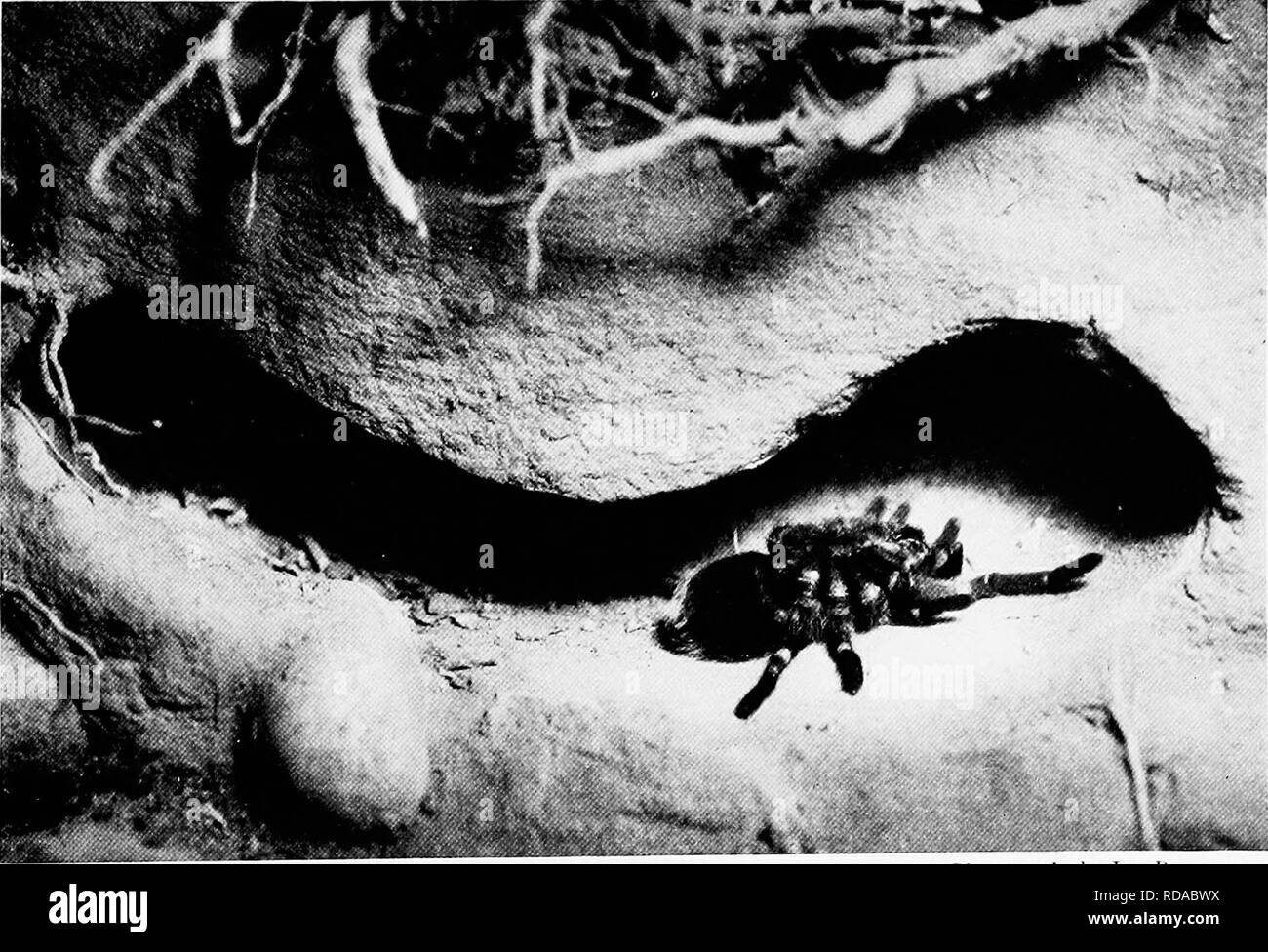 Female wasp tarantula hawk Black and White Stock Photos & Images - Alamy