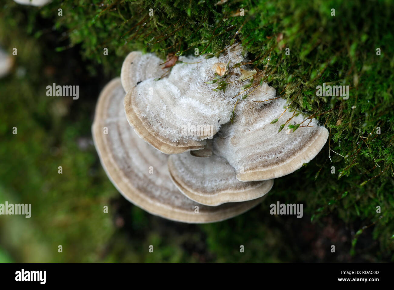 Trametes betulina, known by common names gilled polypore, birch ...