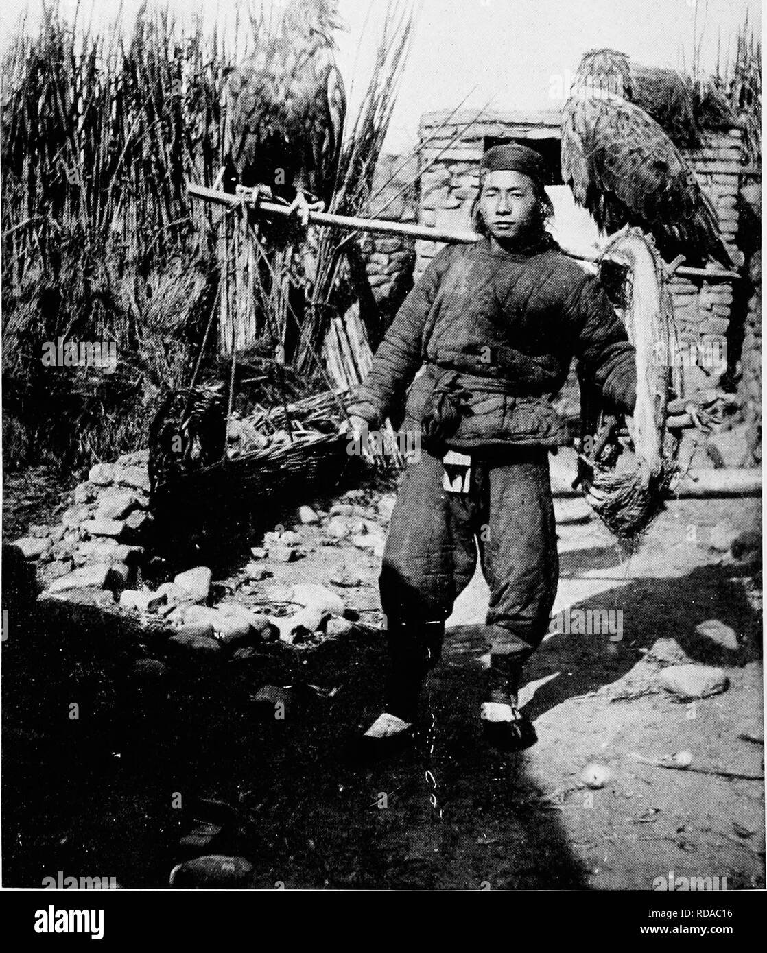 Female used for falconry hi-res stock photography and images - Alamy