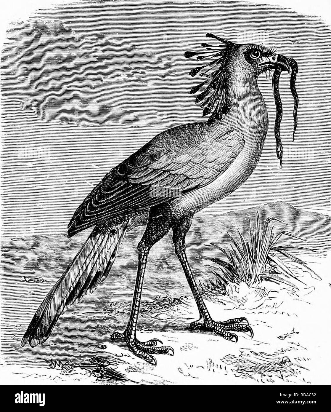 Goose claws hi-res stock photography and images - Alamy