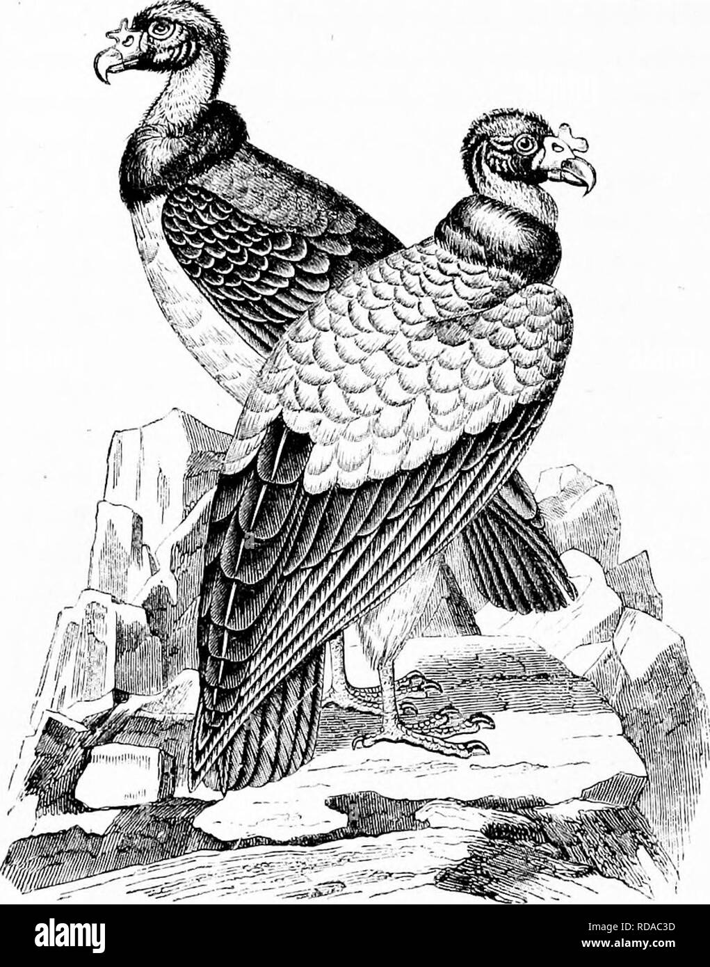 . Reptiles and birds. A popular account of the various orders; with a ...