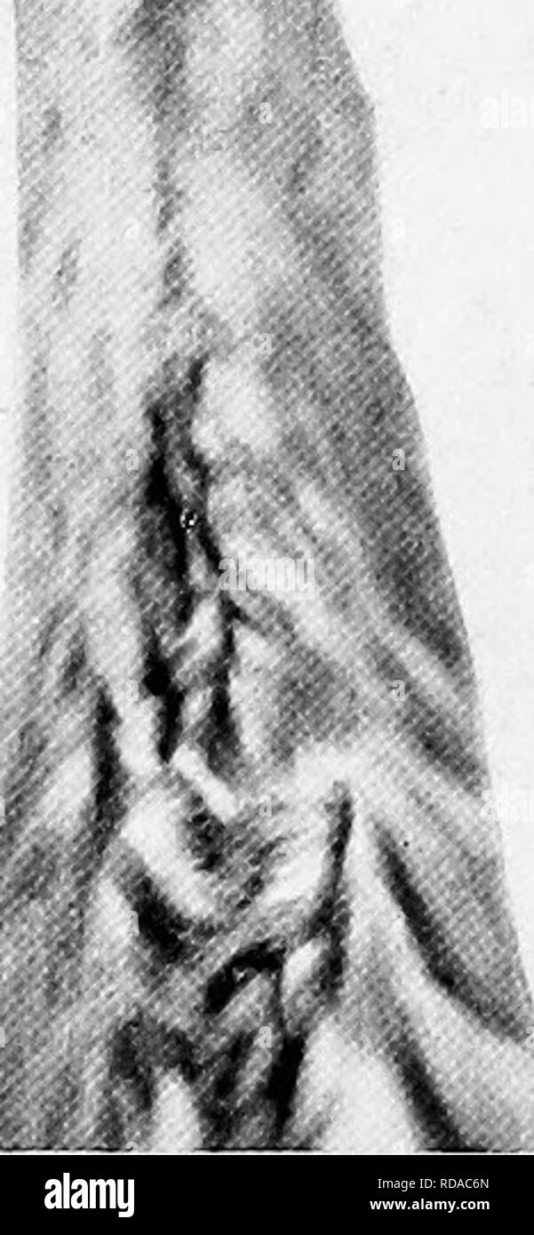 Minnow eyes Black and White Stock Photos & Images - Alamy