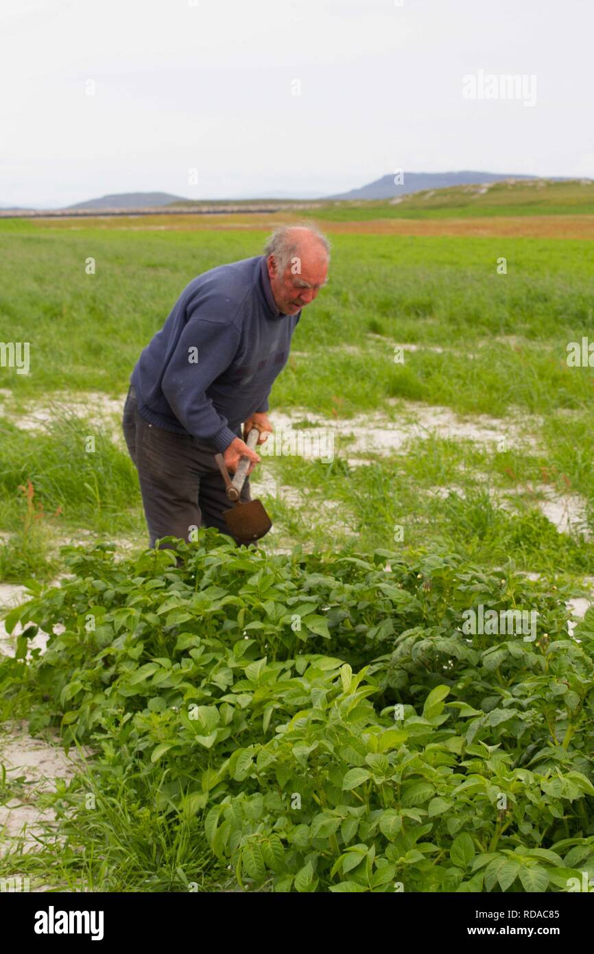Crofters picking potatoes from cultivated strips os sand machir ...