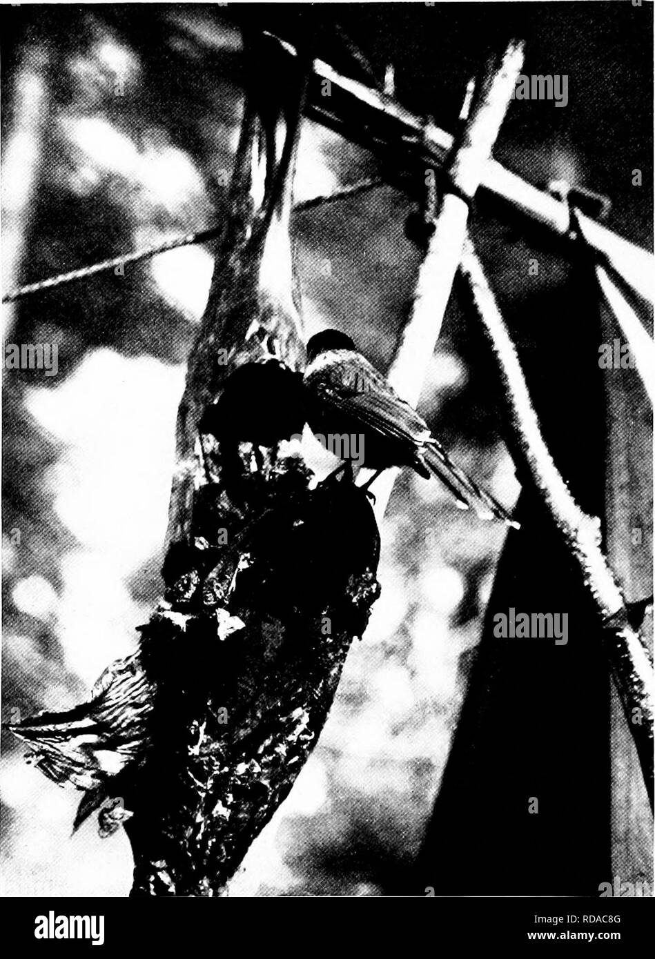 Canada jay nest Black and White Stock Photos & Images - Alamy