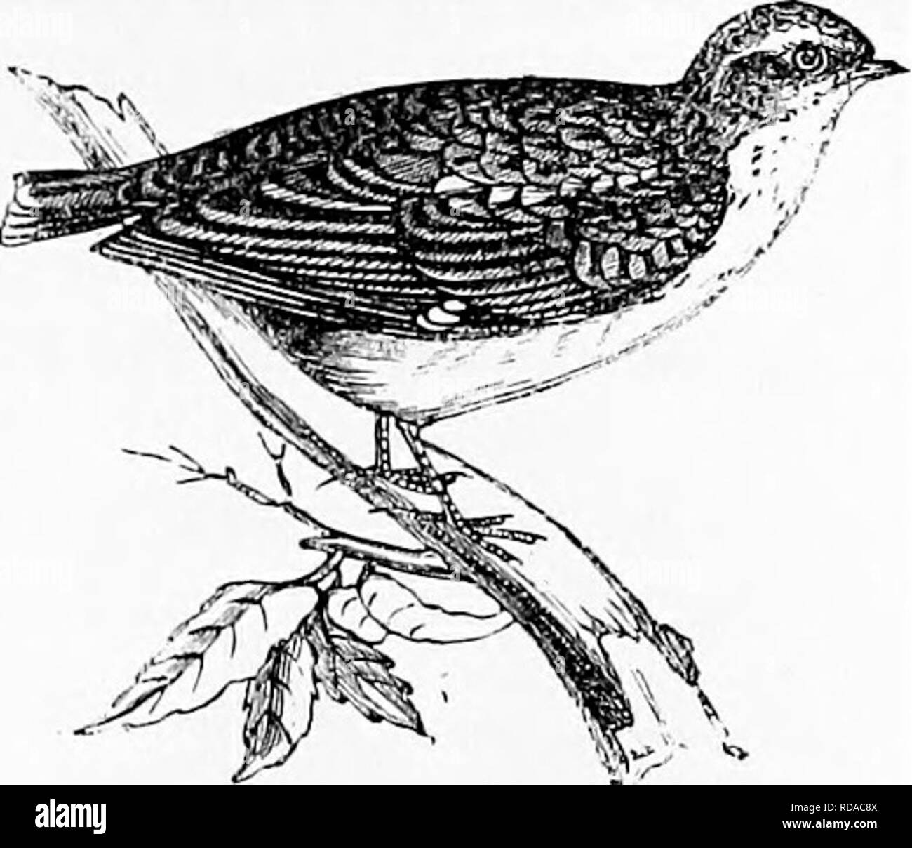 Top flattened edge Black and White Stock Photos & Images - Alamy