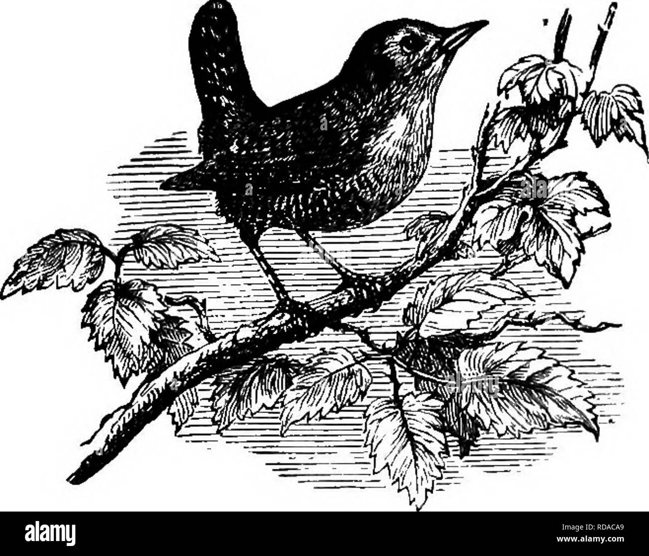 Common wanderer Cut Out Stock Images & Pictures - Alamy