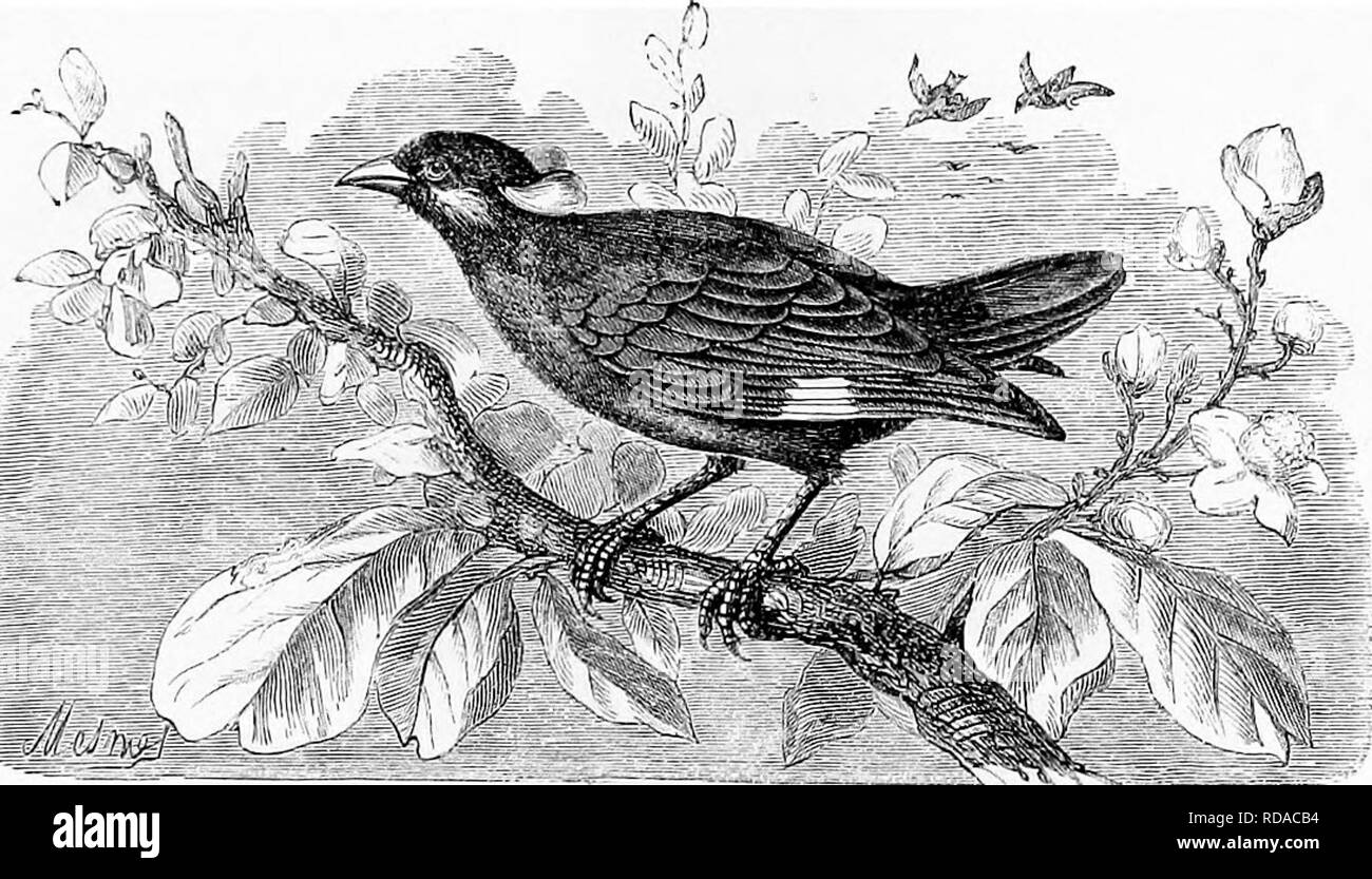. Reptiles and birds. A popular account of the various orders; with a ...