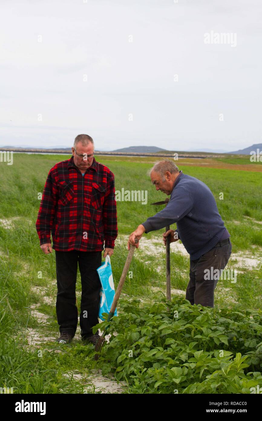 Crofters picking potatoes from cultivated strips os sand machir ...