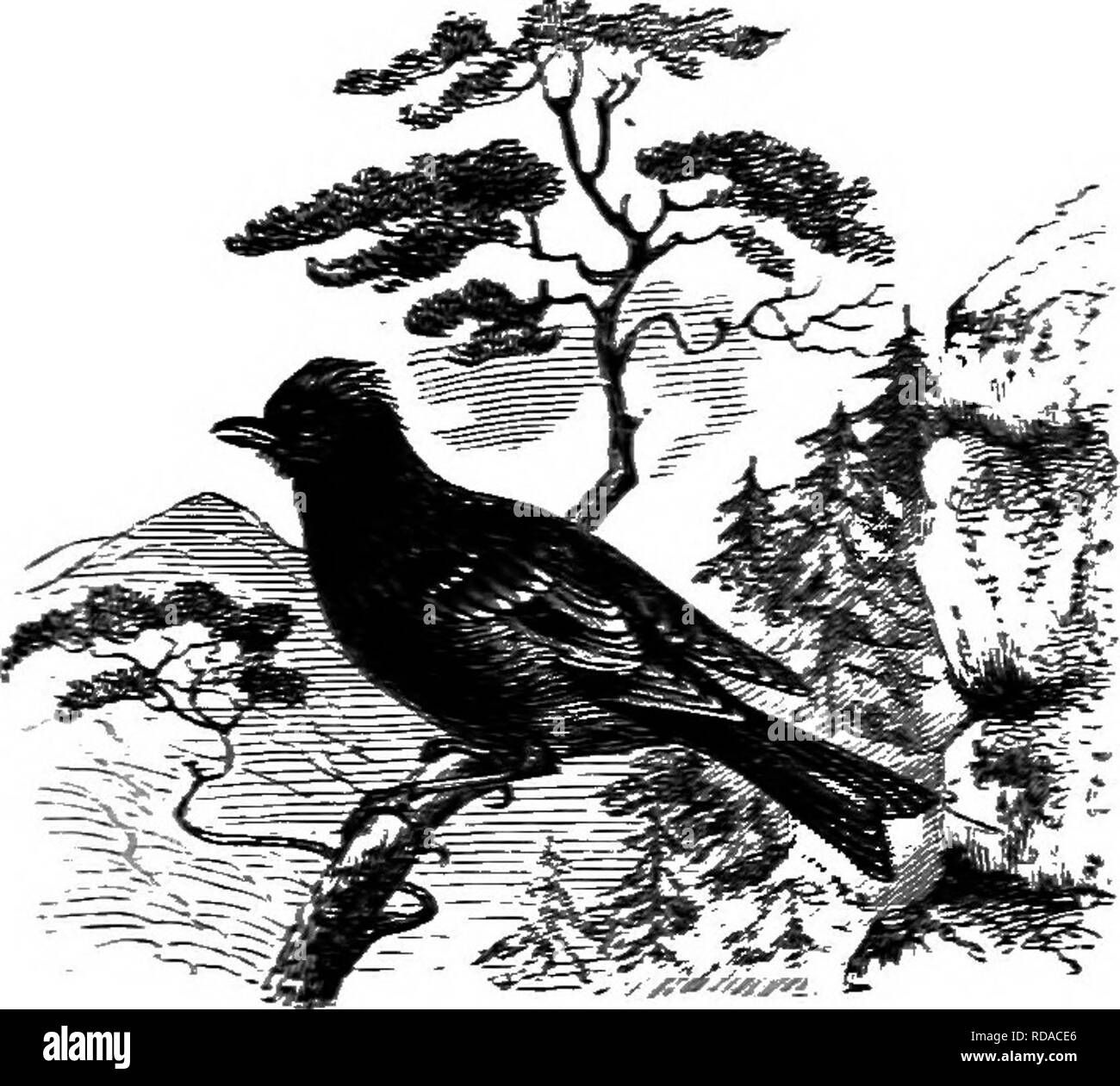 Gold crest birds Black and White Stock Photos & Images - Alamy