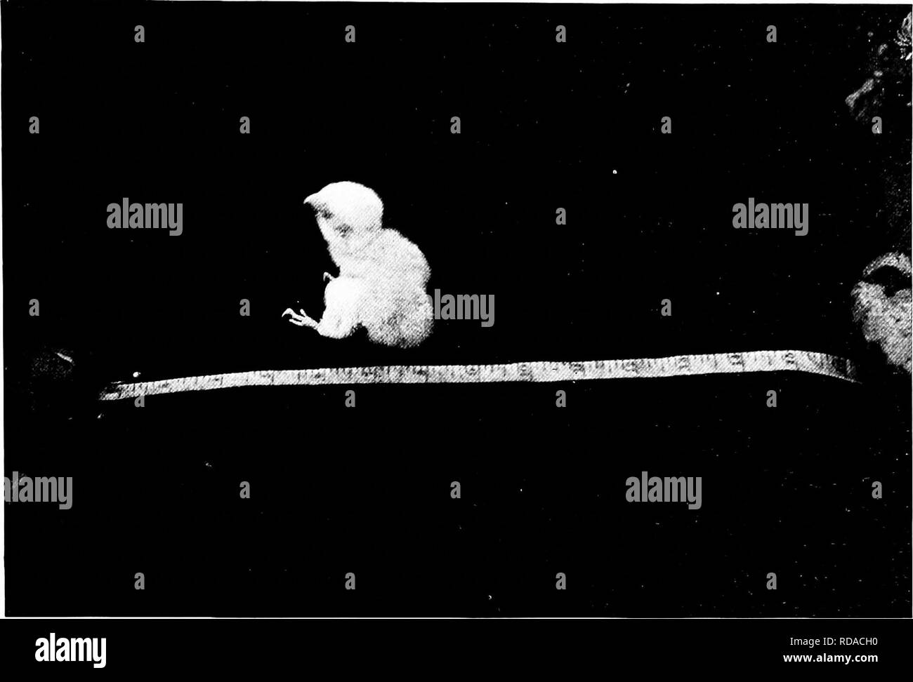 Curled up feet Black and White Stock Photos & Images - Alamy