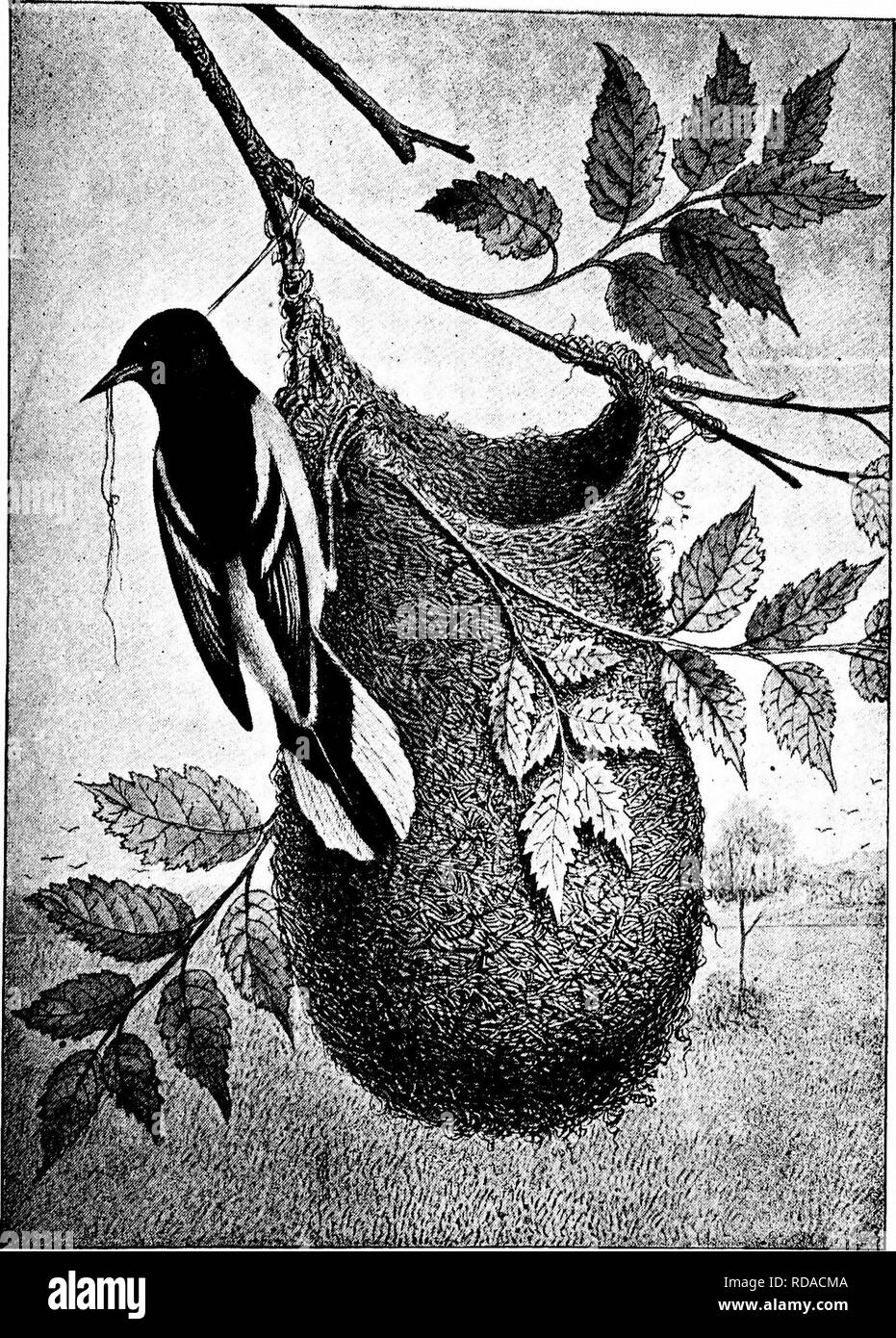 Baltimore oriole egg hi-res stock photography and images - Alamy