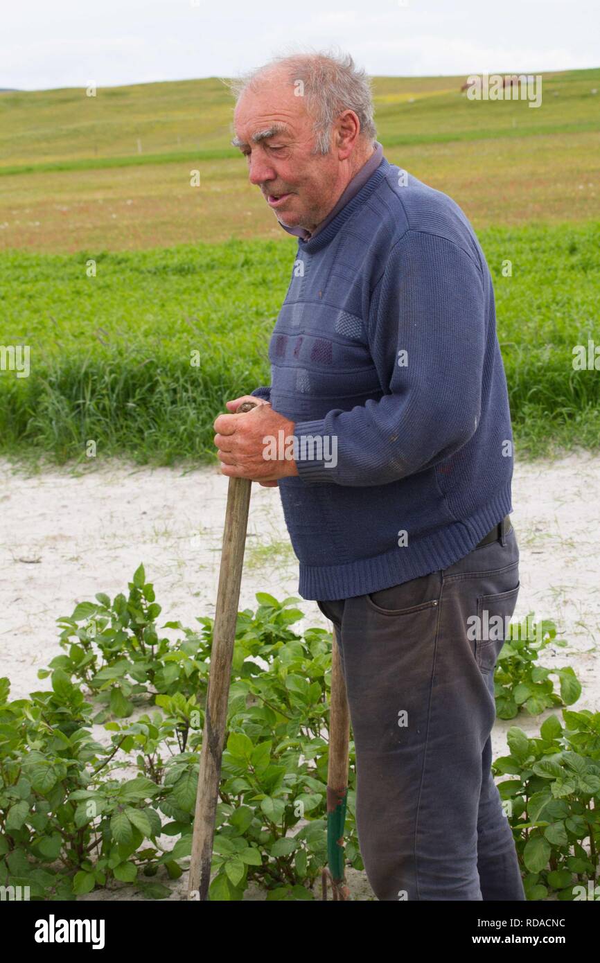 Crofters picking potatoes from cultivated strips os sand machir ...