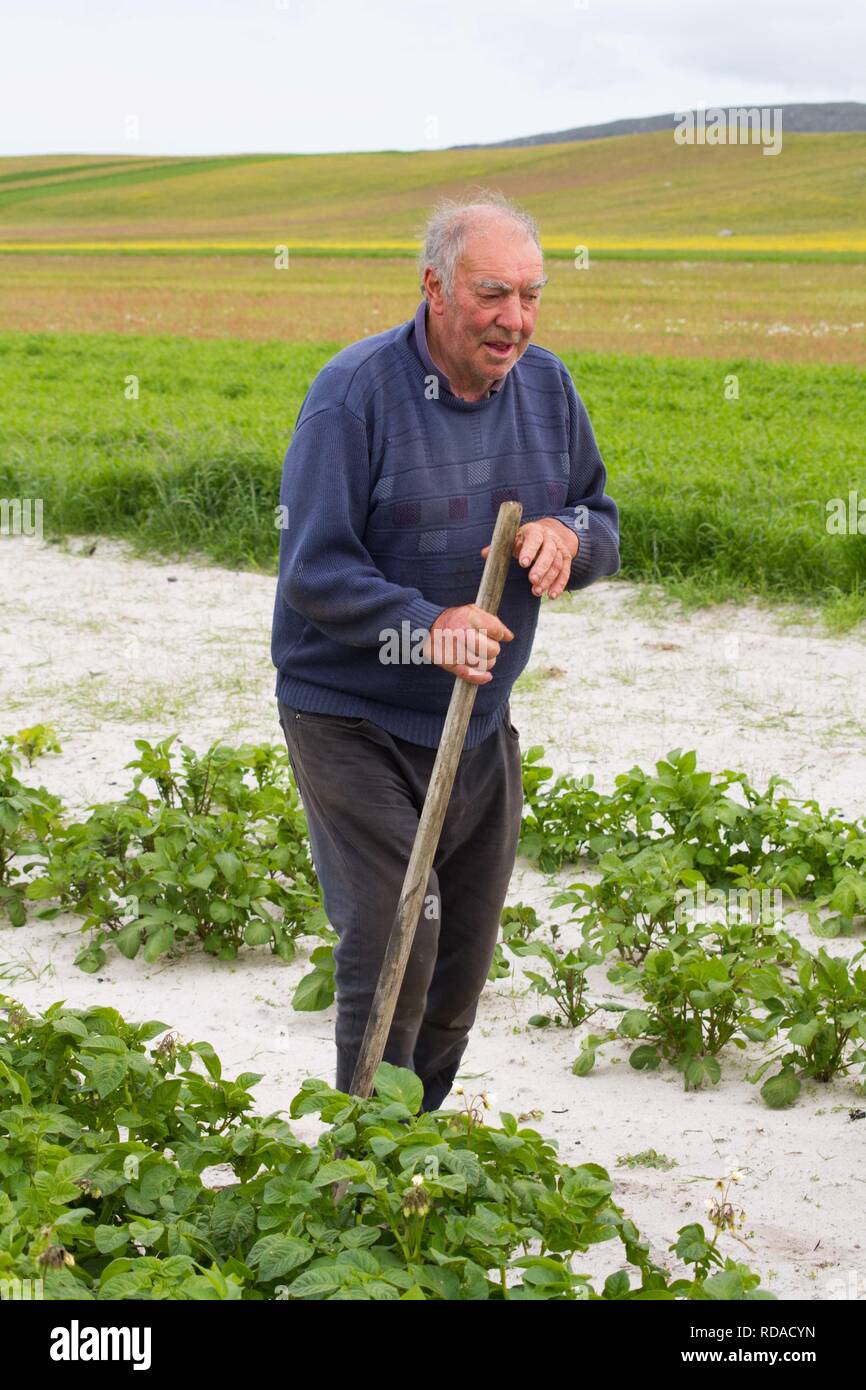 Crofters picking potatoes from cultivated strips os sand machir ...