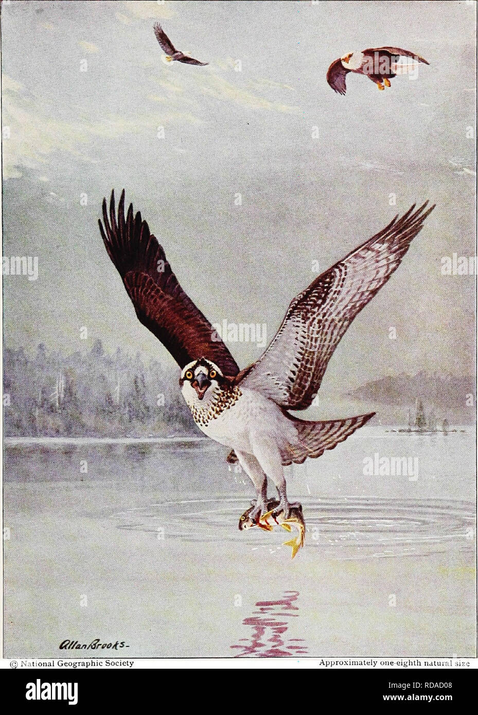 . [Articles about birds from National geographic magazine]. Birds ...