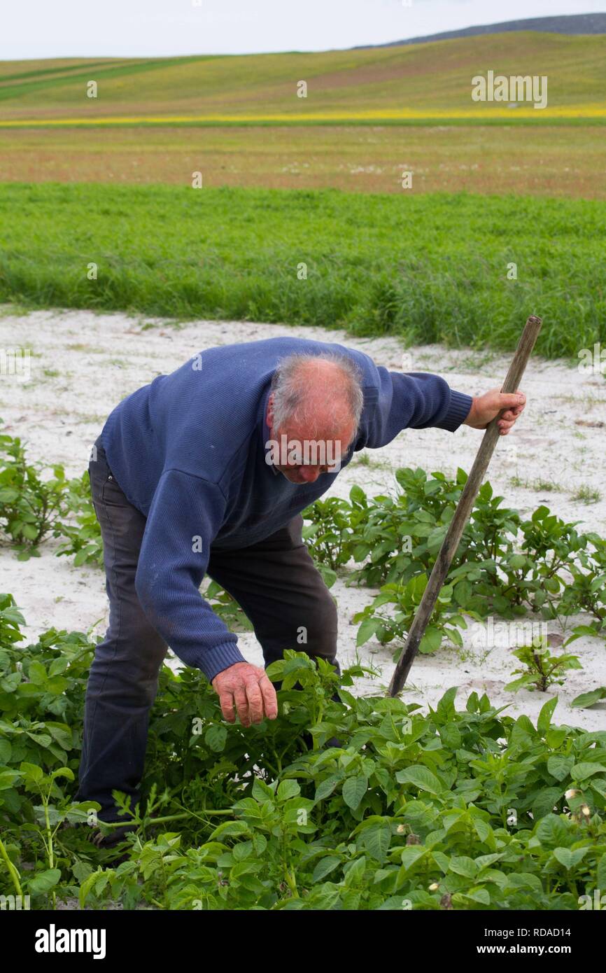 Crofters picking potatoes from cultivated strips os sand machir ...