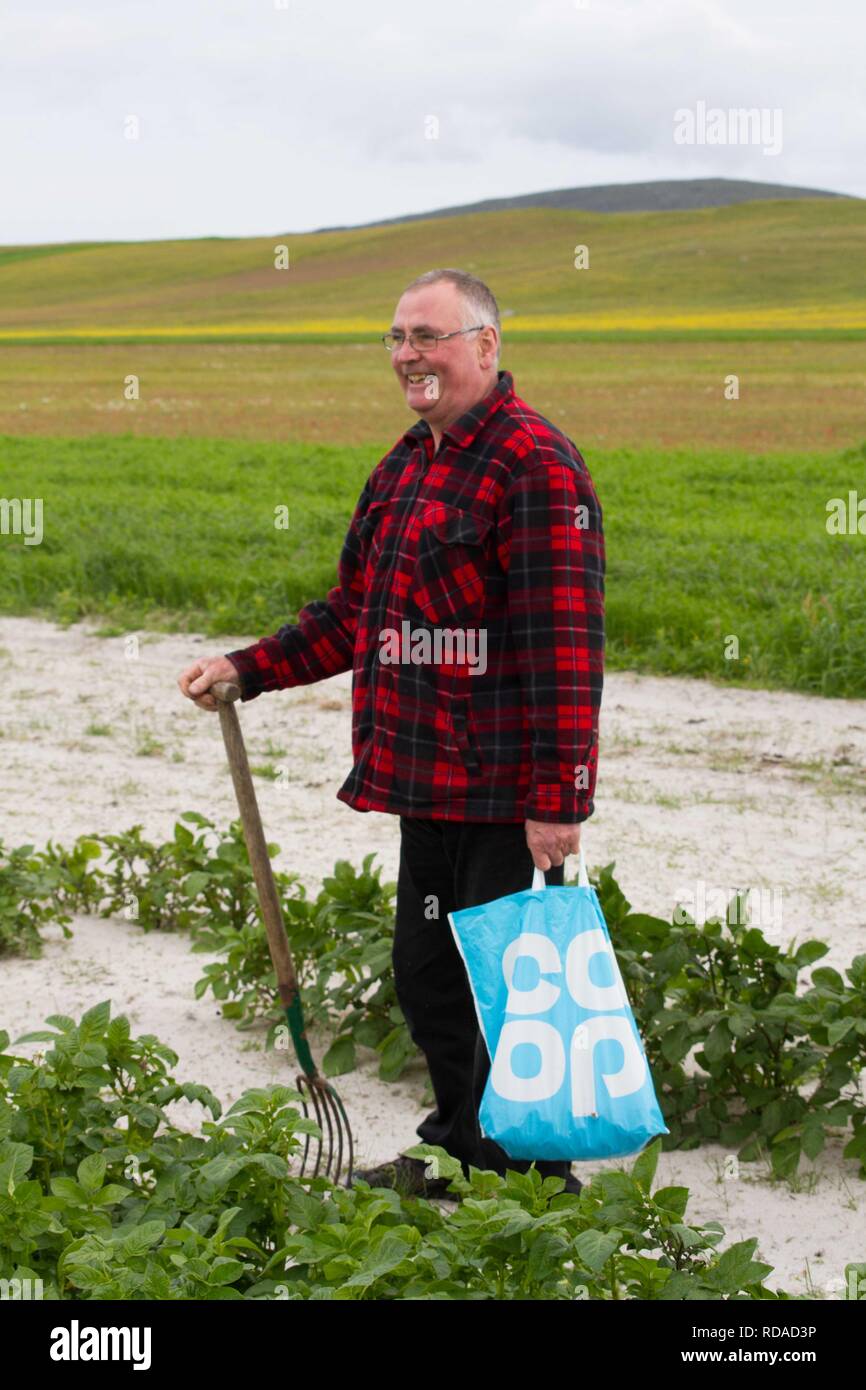Crofters picking potatoes from cultivated strips os sand machir ...