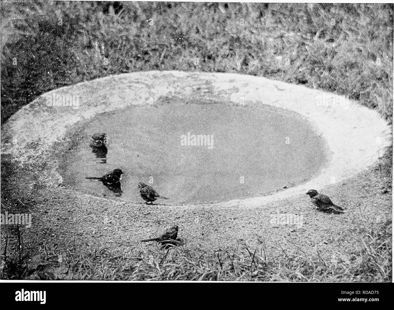 Garden sunken water feature Black and White Stock Photos & Images - Alamy