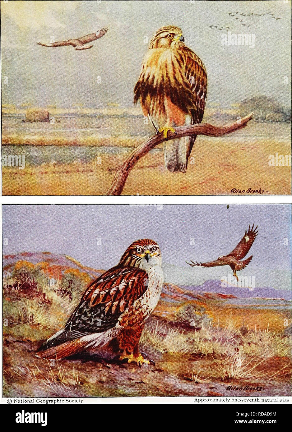 Ix legged hi-res stock photography and images - Alamy