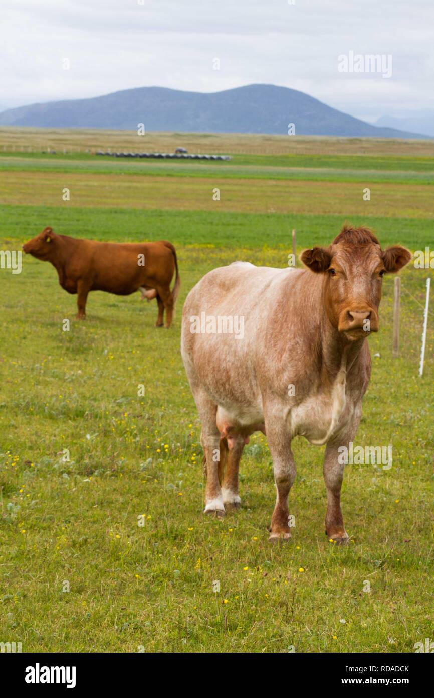 Mixed breed Limousin cattle .On strips of cultivated machir ,with ...