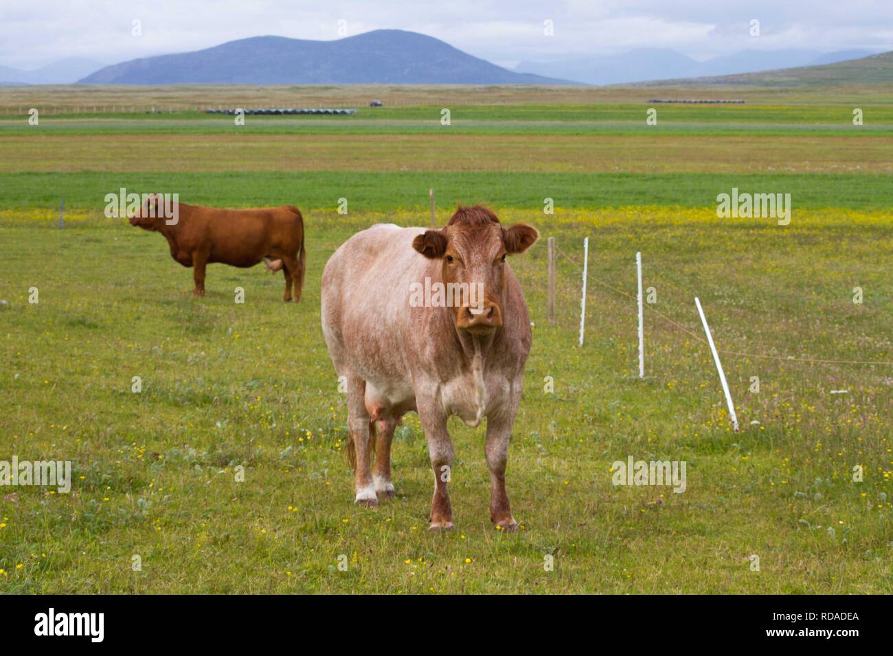 Mixed breed Limousin cattle .On strips of cultivated machir ,with ...