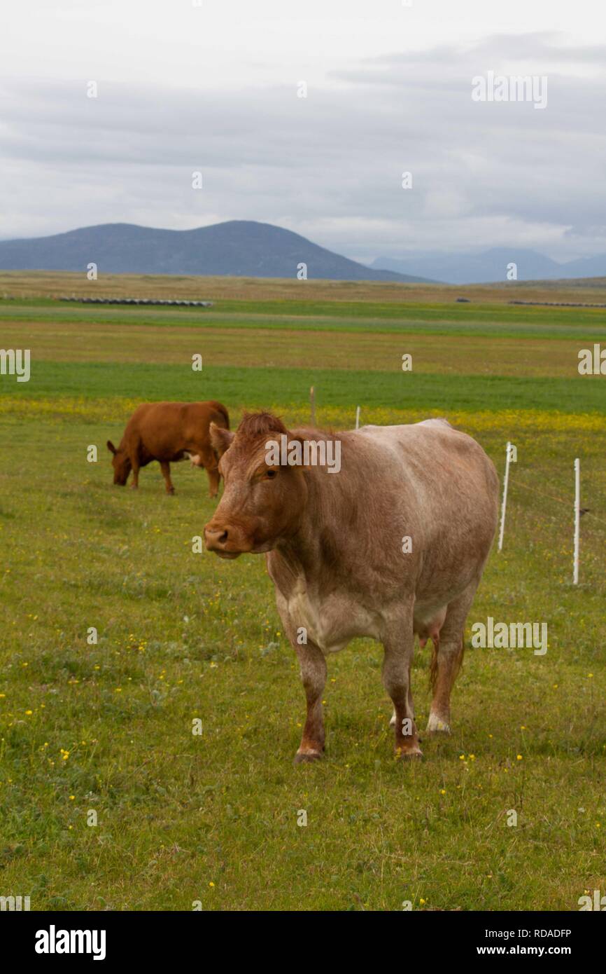 Mixed breed Limousin cattle .On strips of cultivated machir ,with ...