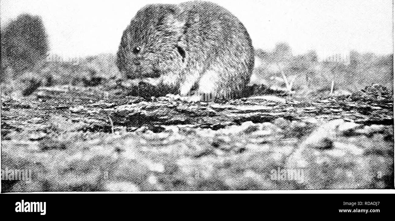 . [Articles about birds from National geographic magazine]. Birds. I 02 ...