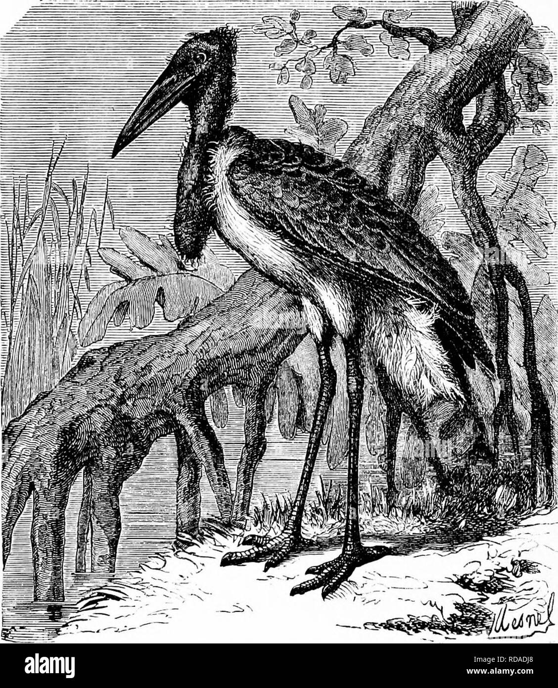 . Reptiles and birds. A popular account of the various orders; with a ...