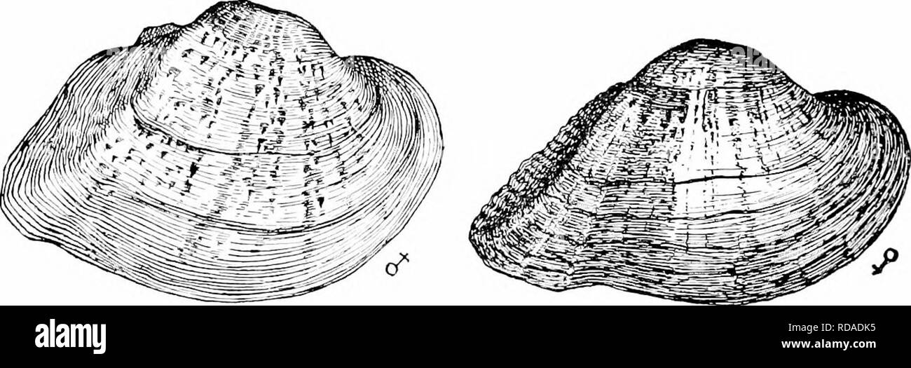 . Fresh-water biology. Freshwater biology. ioo8 FRESH-WATER BIOLOGY 141 ...