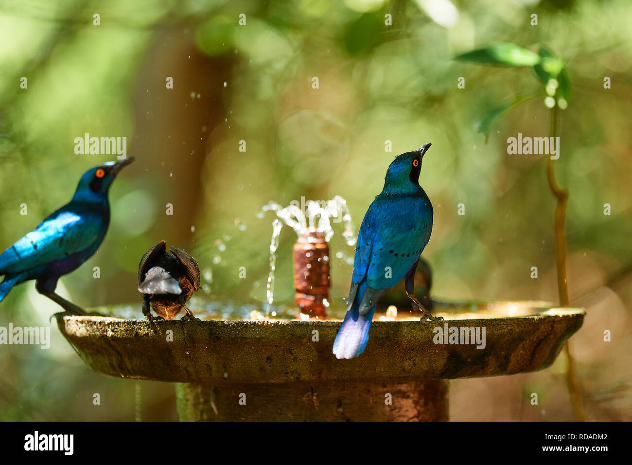 Variety of water birds hi-res stock photography and images - Alamy