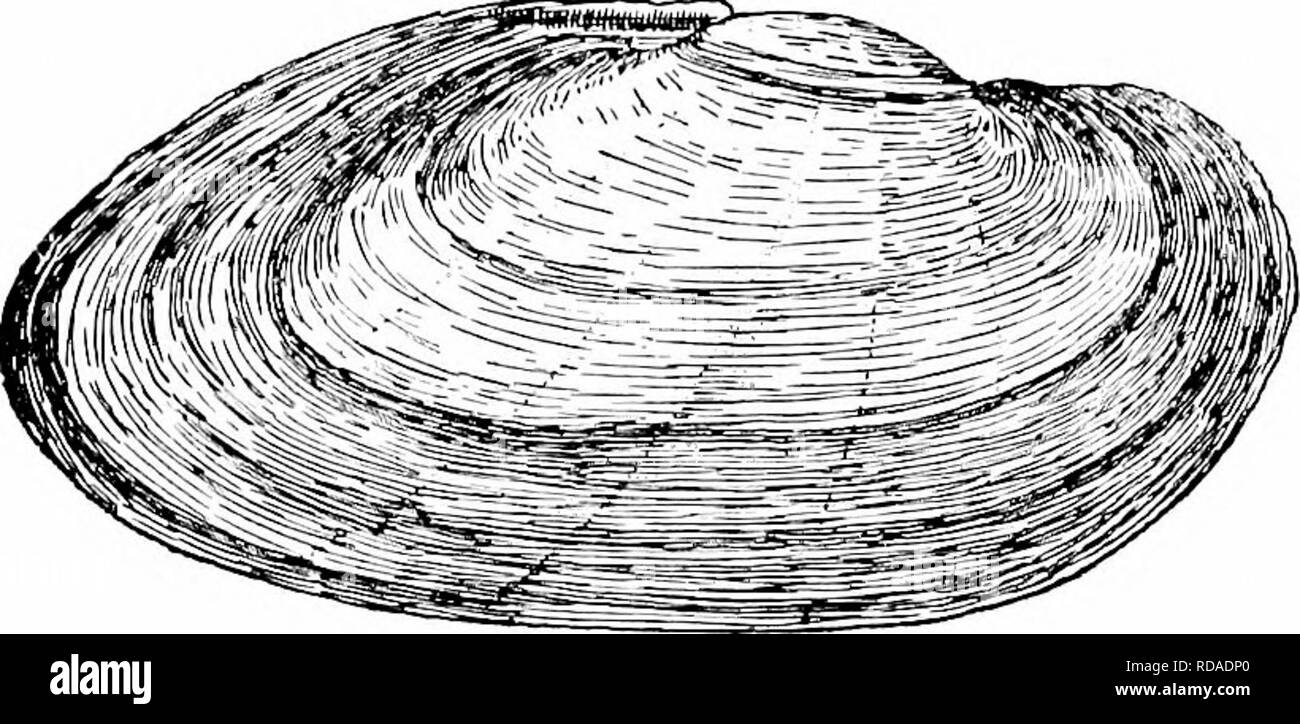 . Fresh-water biology. Freshwater biology. THE MOLLUSCA lOO.^ 126 (127 ...