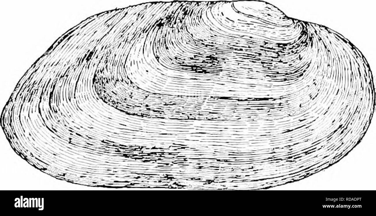 Unio Mollusca