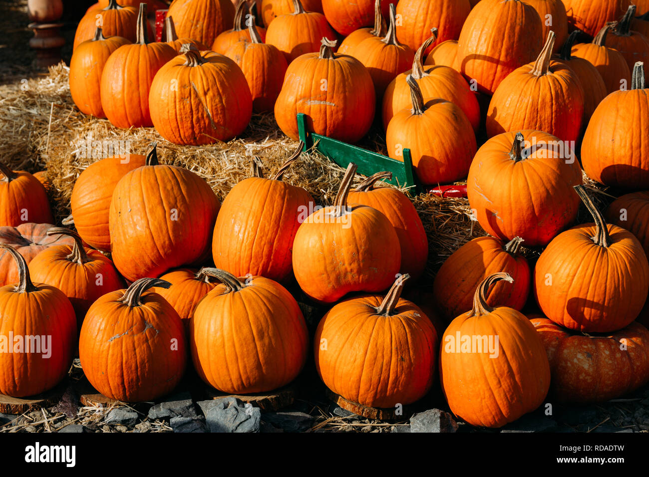 Photo of beautiful pumpkins at outdoor farmer local market in sunny ...