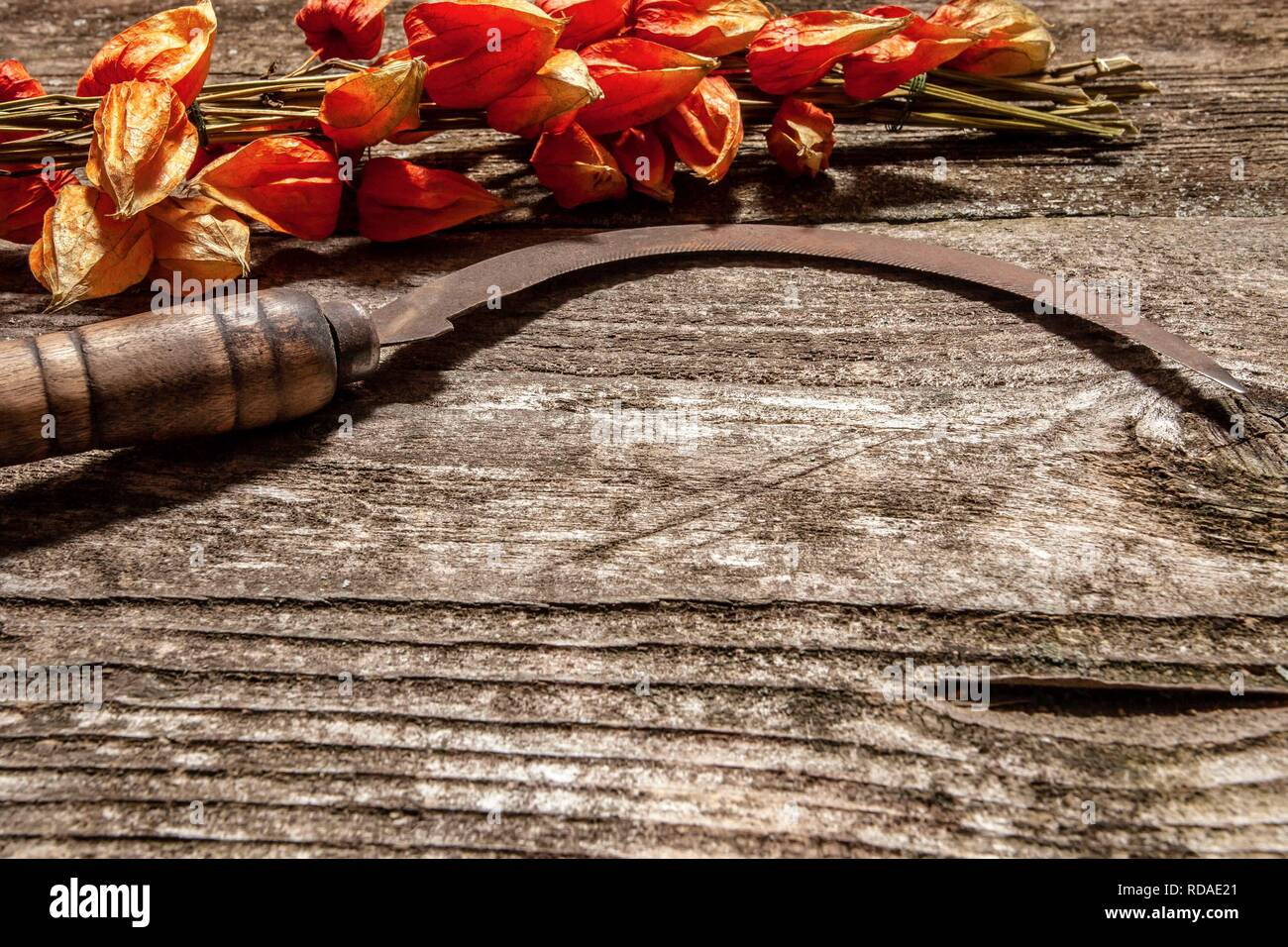 Sickle bush hi-res stock photography and images - Alamy