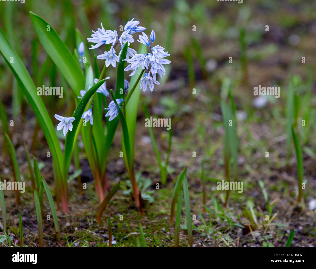 Flower pictur hi-res stock photography and images - Alamy