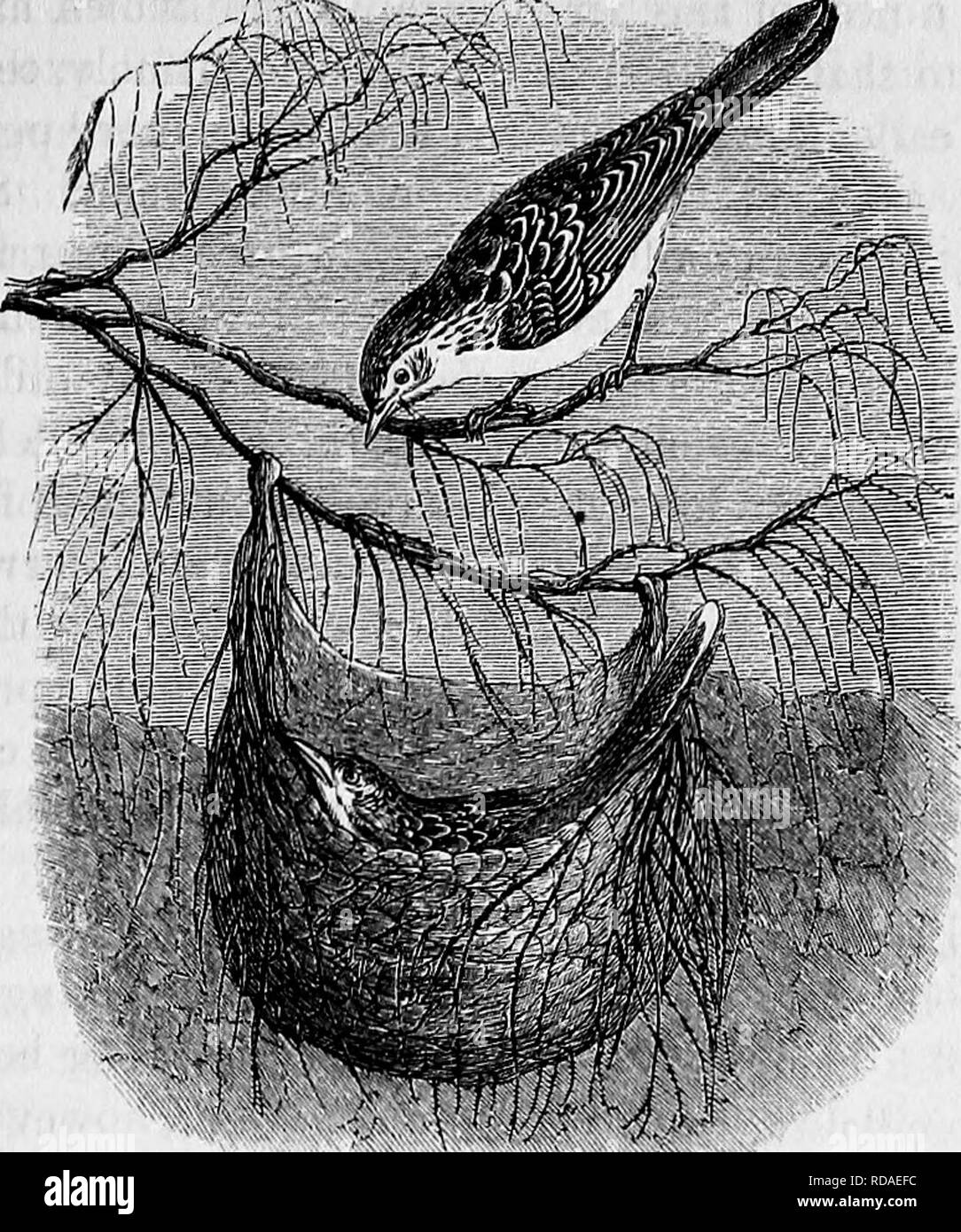 Australian fantail Black and White Stock Photos & Images - Alamy