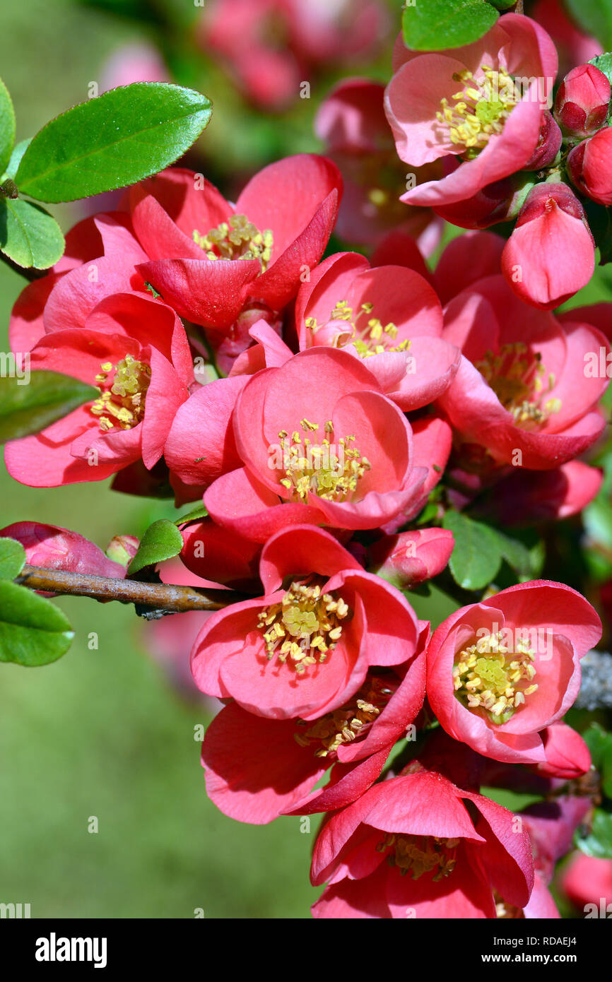 Japanese quince or Maule's quince, Japanische Zierquitte, Cognassier du ...