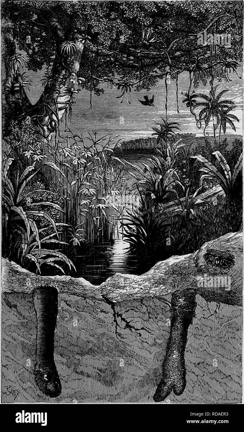 . Homes without hands : being a description of the habitations of ...