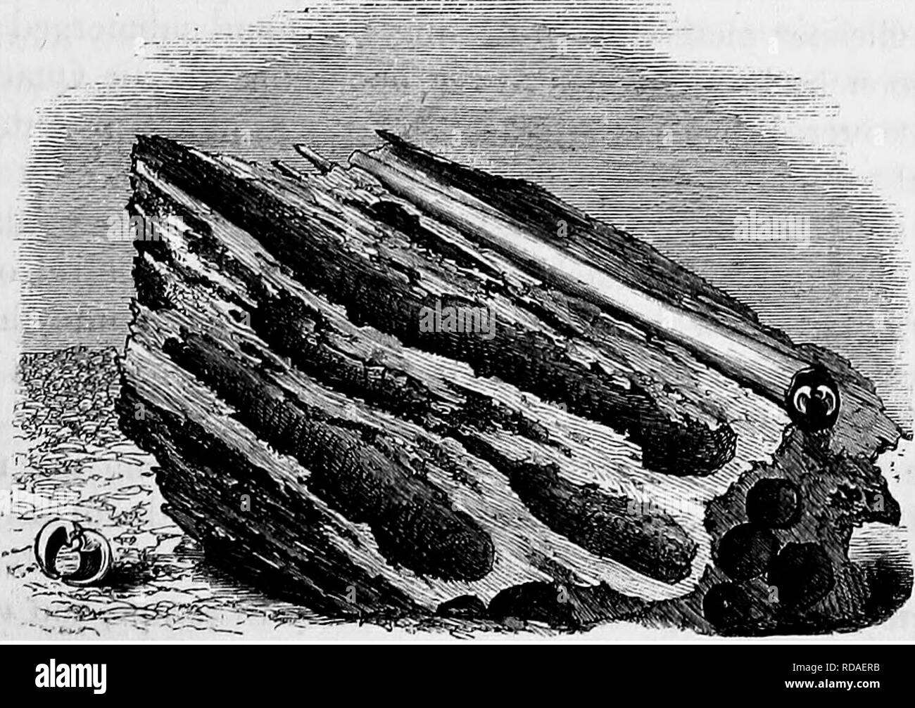 Teredo worm hi-res stock photography and images - Alamy