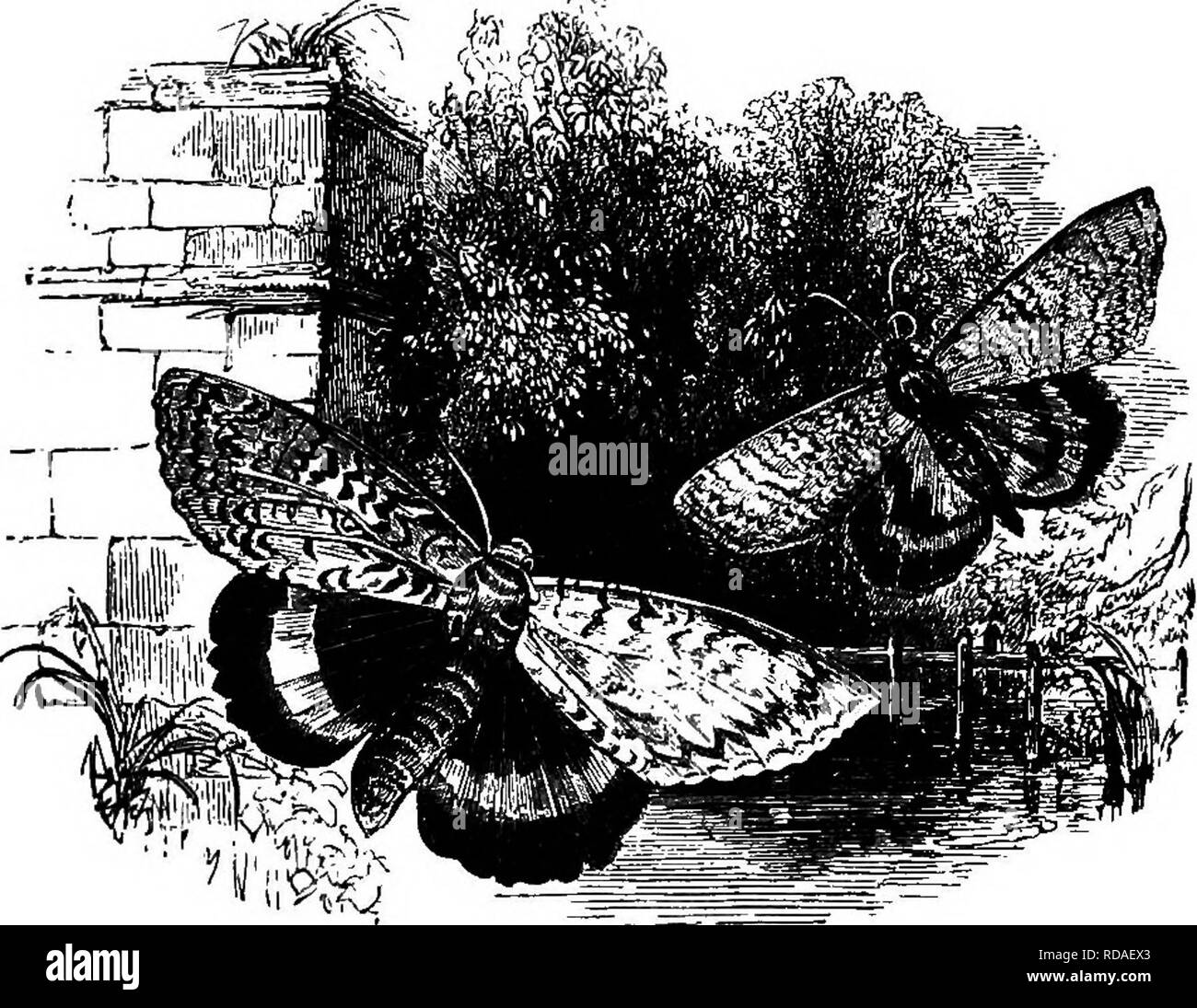 Two flying insects Black and White Stock Photos & Images - Alamy