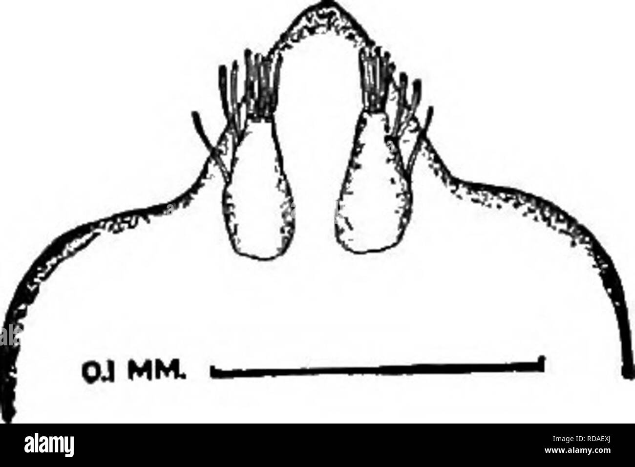 Chydorus Black and White Stock Photos & Images - Alamy